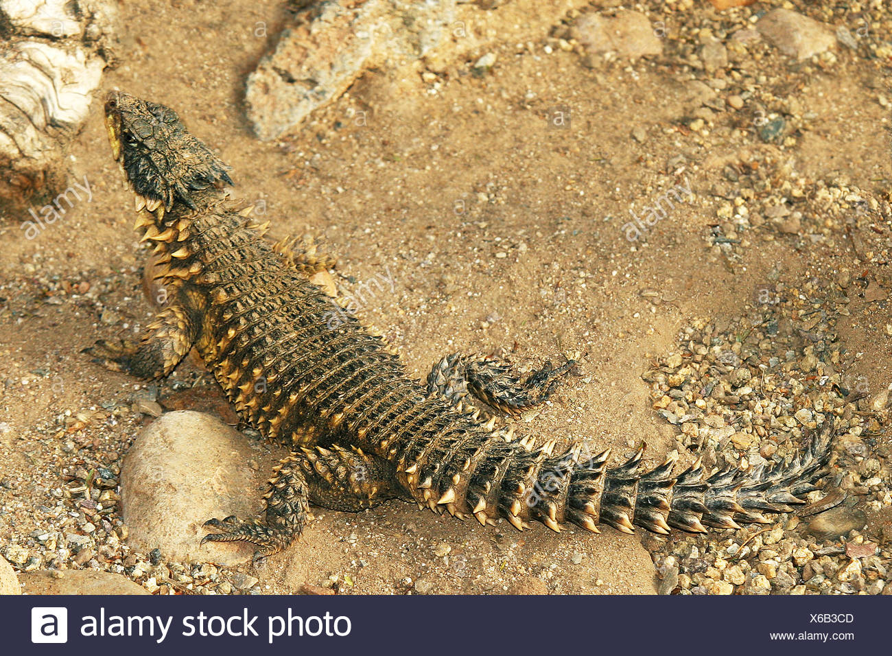 Giant Girdled High Resolution Stock Photography and Images - Alamy