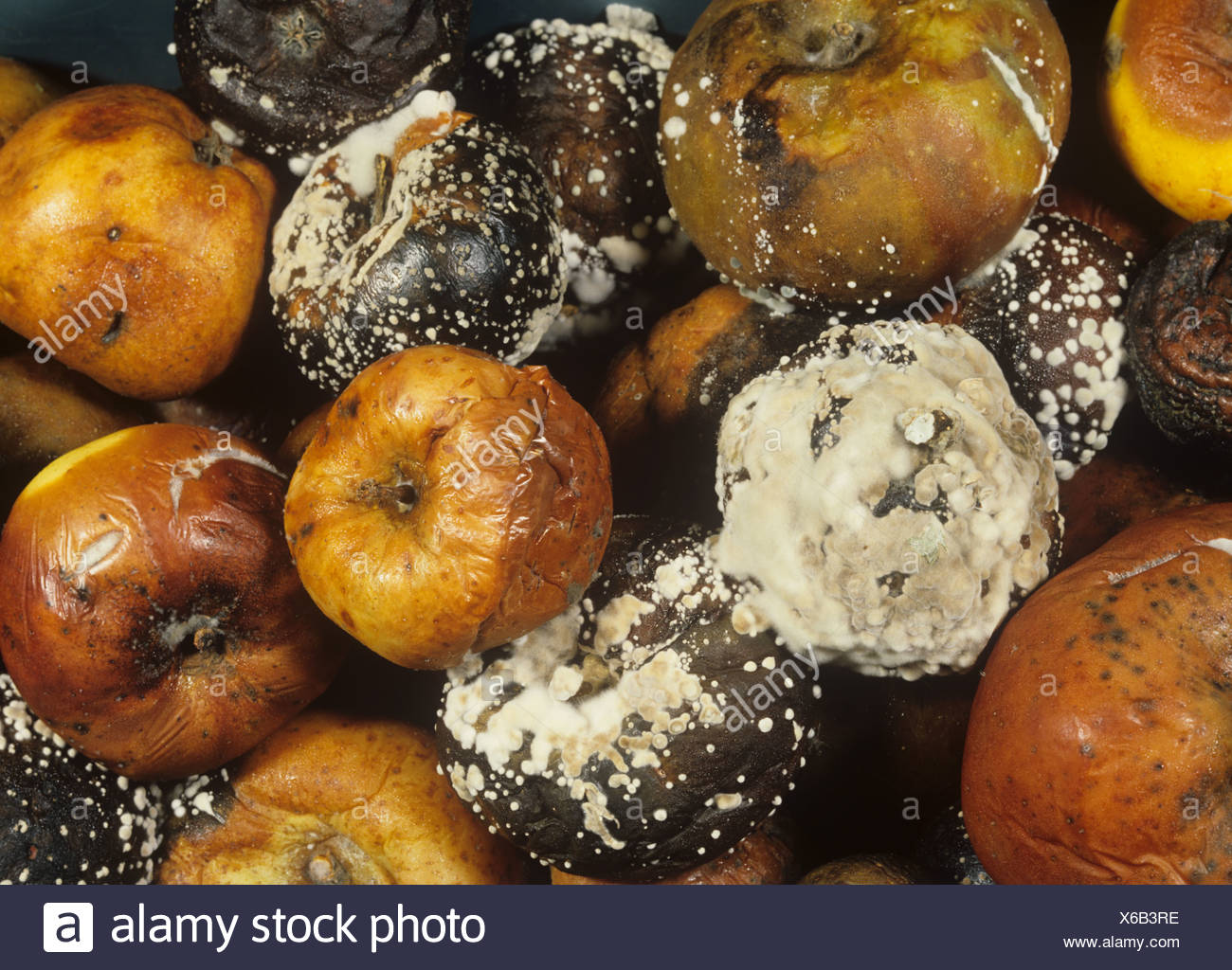 Infection Of Apples High Resolution Stock Photography and Images - Alamy