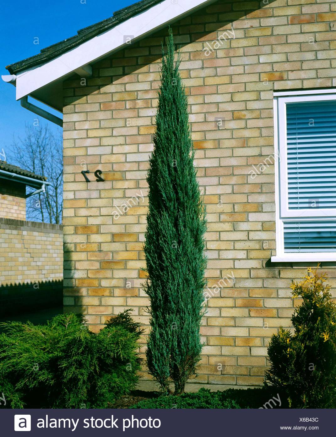 Juniperus Skyrocket High Resolution Stock Photography and Images - Alamy