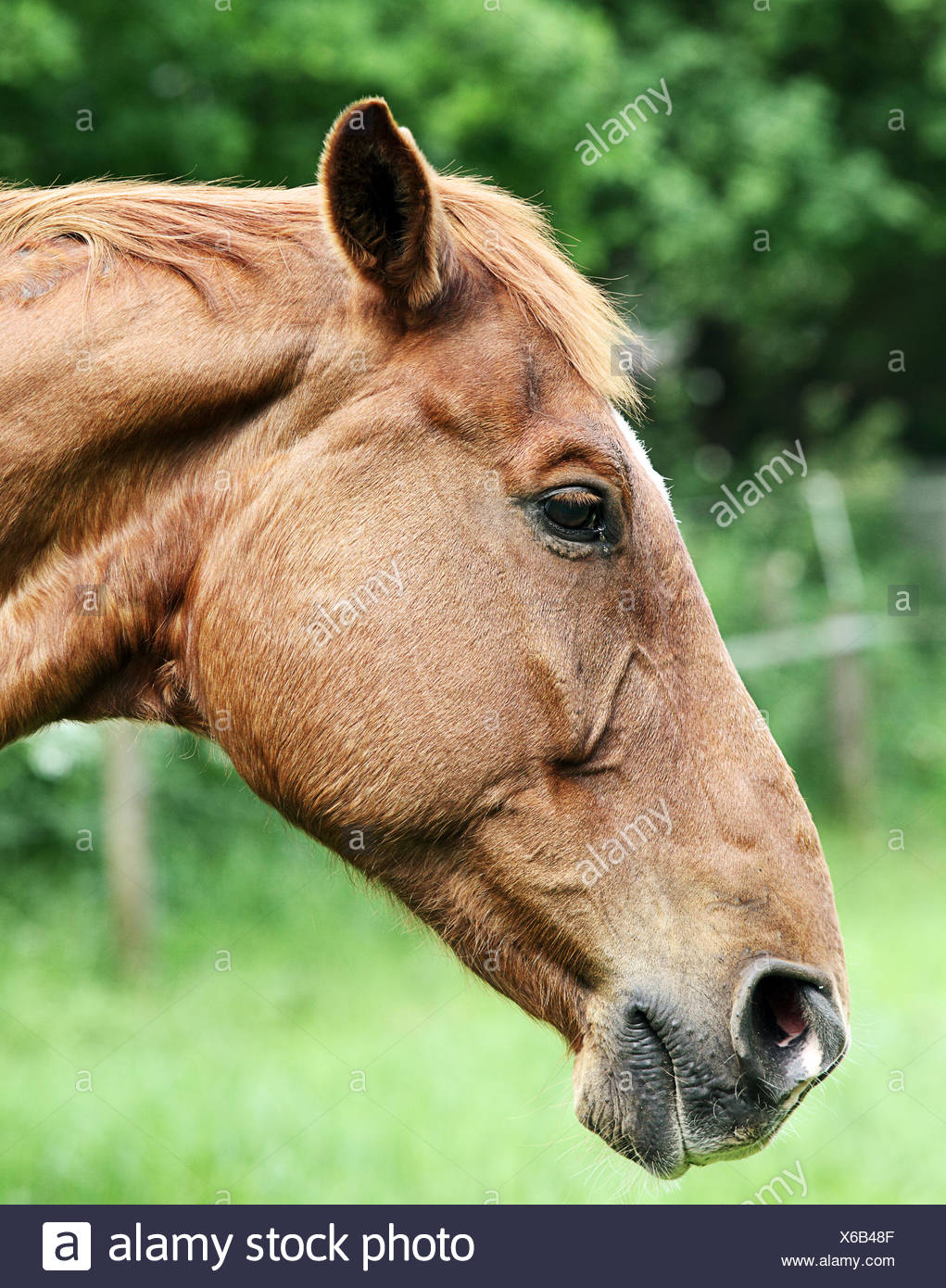 Pferdegesicht High Resolution Stock Photography and Images - Alamy