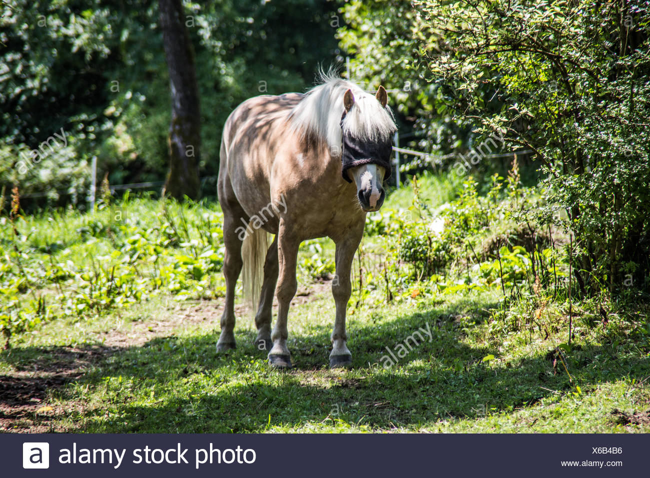 Apfelschimmel Stock Photos & Apfelschimmel Stock Images - Alamy