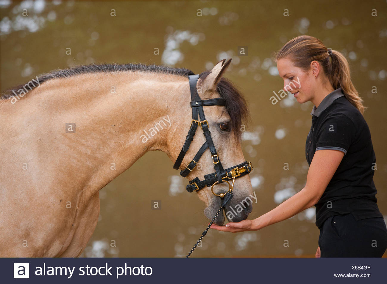 Cavesson High Resolution Stock Photography and Images - Alamy