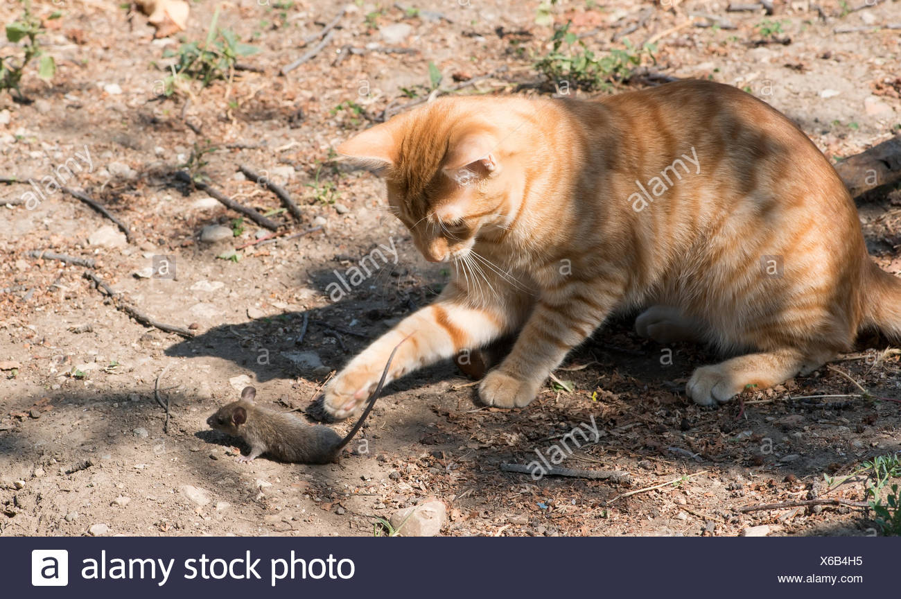Running Cat Toy High Resolution Stock Photography and Images - Alamy