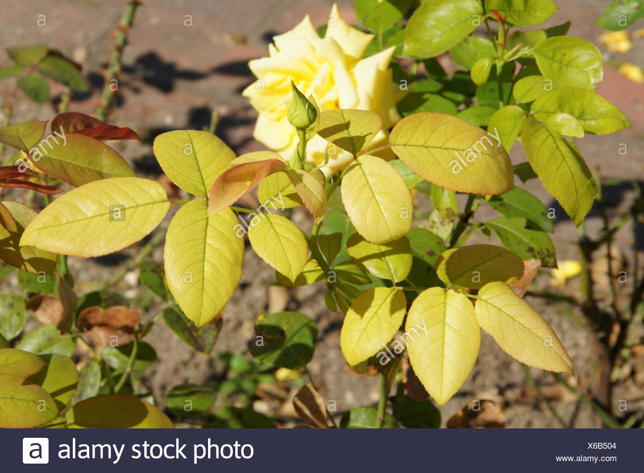 Chlorosis High Resolution Stock Photography and Images - Alamy