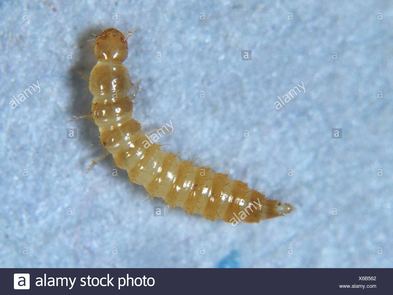 Dalotia High Resolution Stock Photography and Images - Alamy