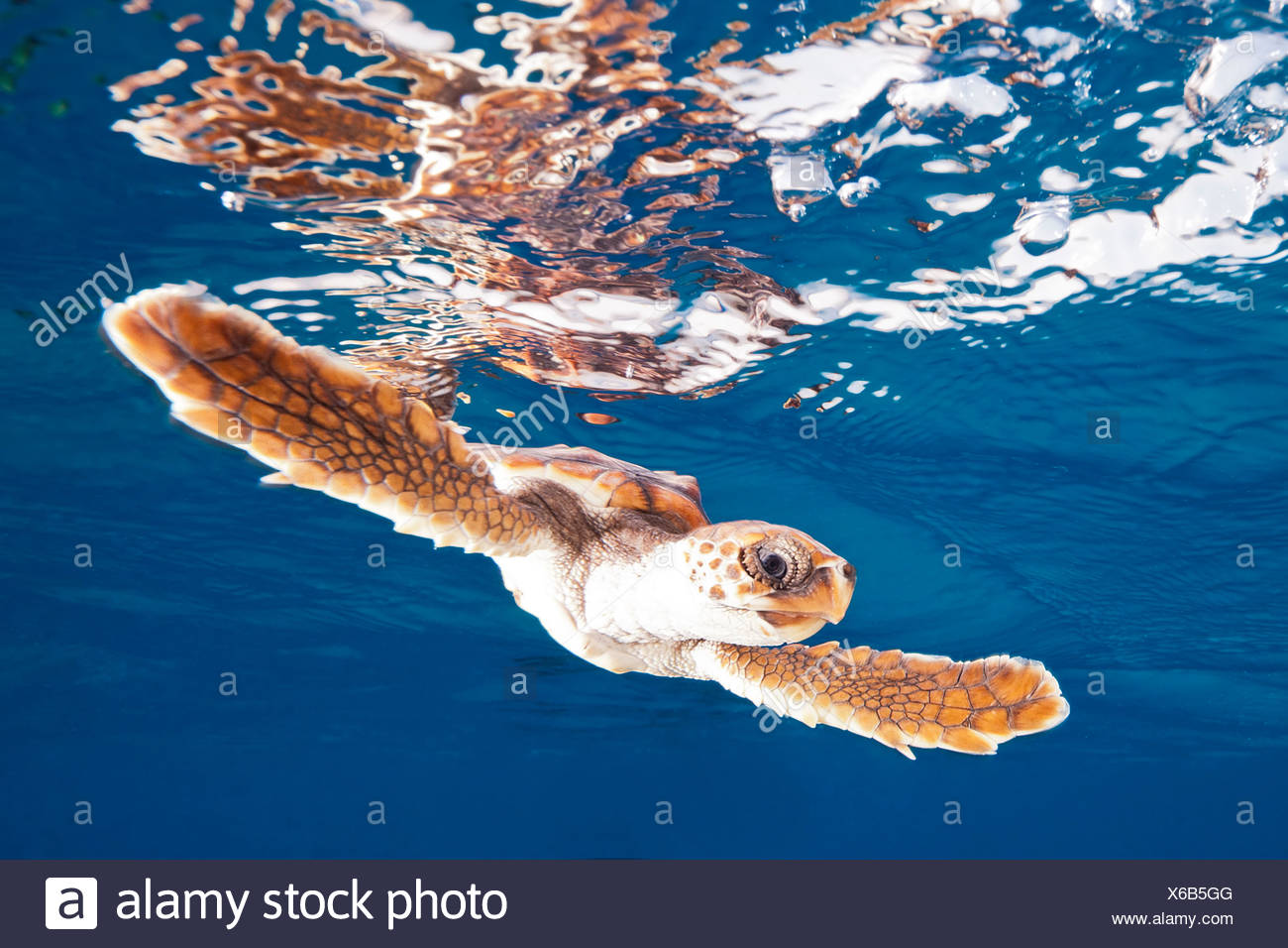 Juvenile Loggerhead Turtle High Resolution Stock Photography and Images ...