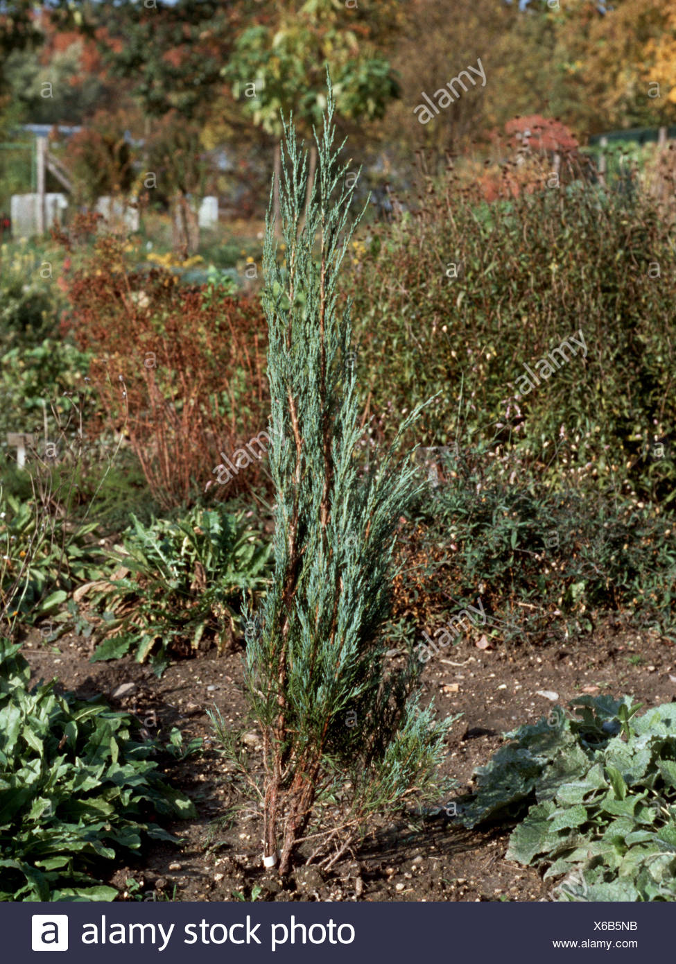 Juniper Scopulorum High Resolution Stock Photography and Images - Alamy