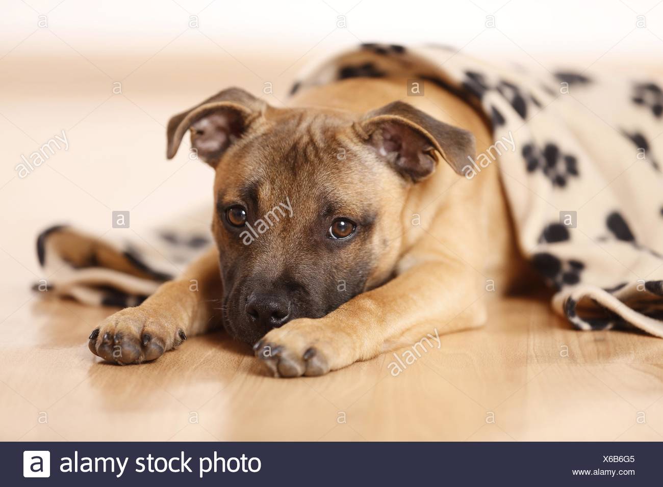 Hangdog Look Stock Photos & Hangdog Look Stock Images - Alamy