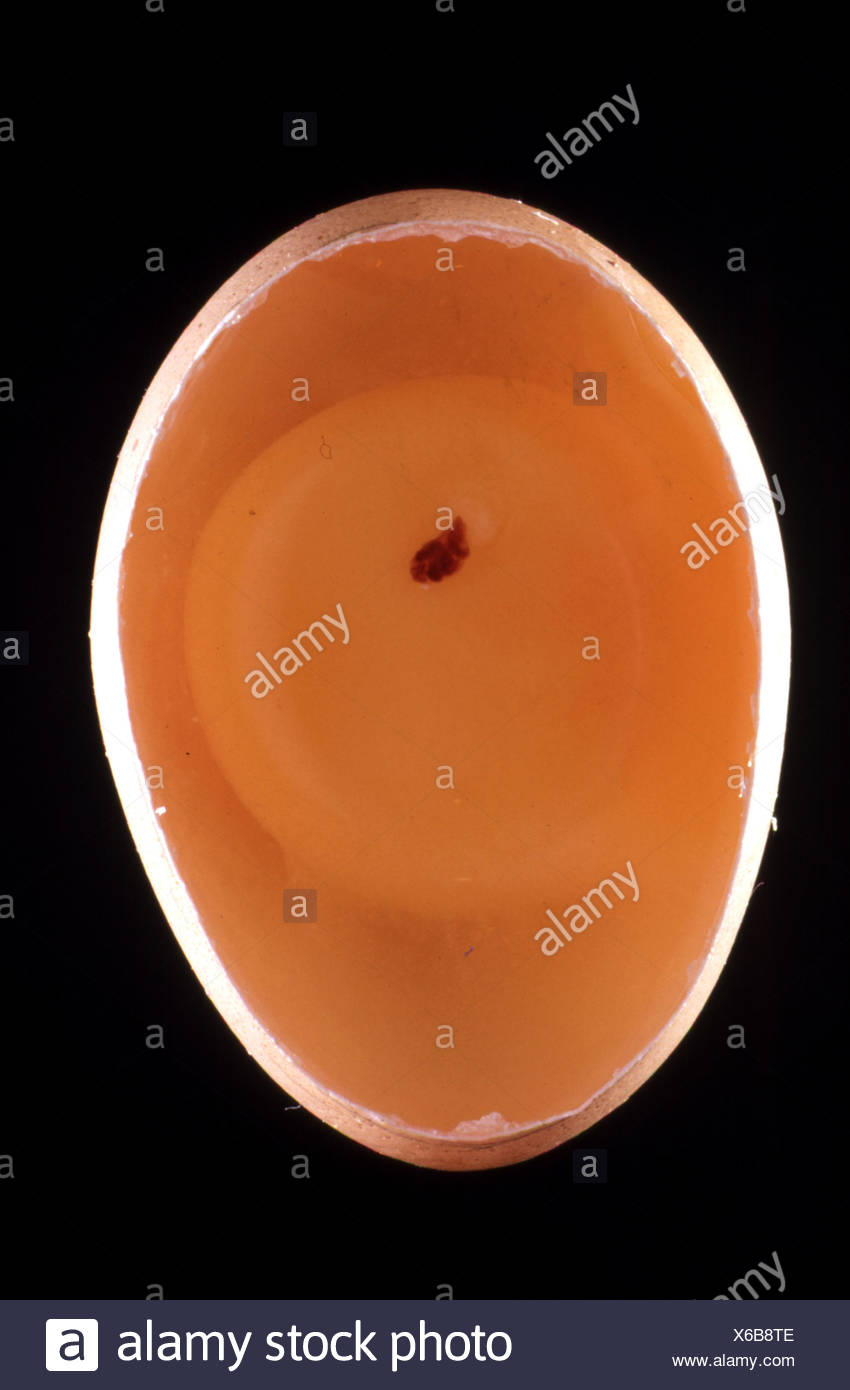 Chick Embryo High Resolution Stock Photography and Images - Alamy