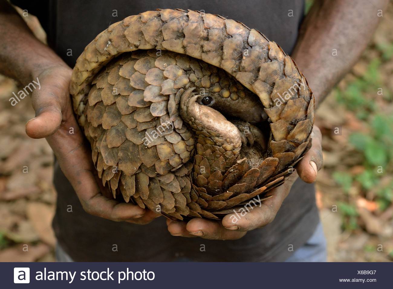 Bushmeat Cameroon High Resolution Stock Photography and Images - Alamy