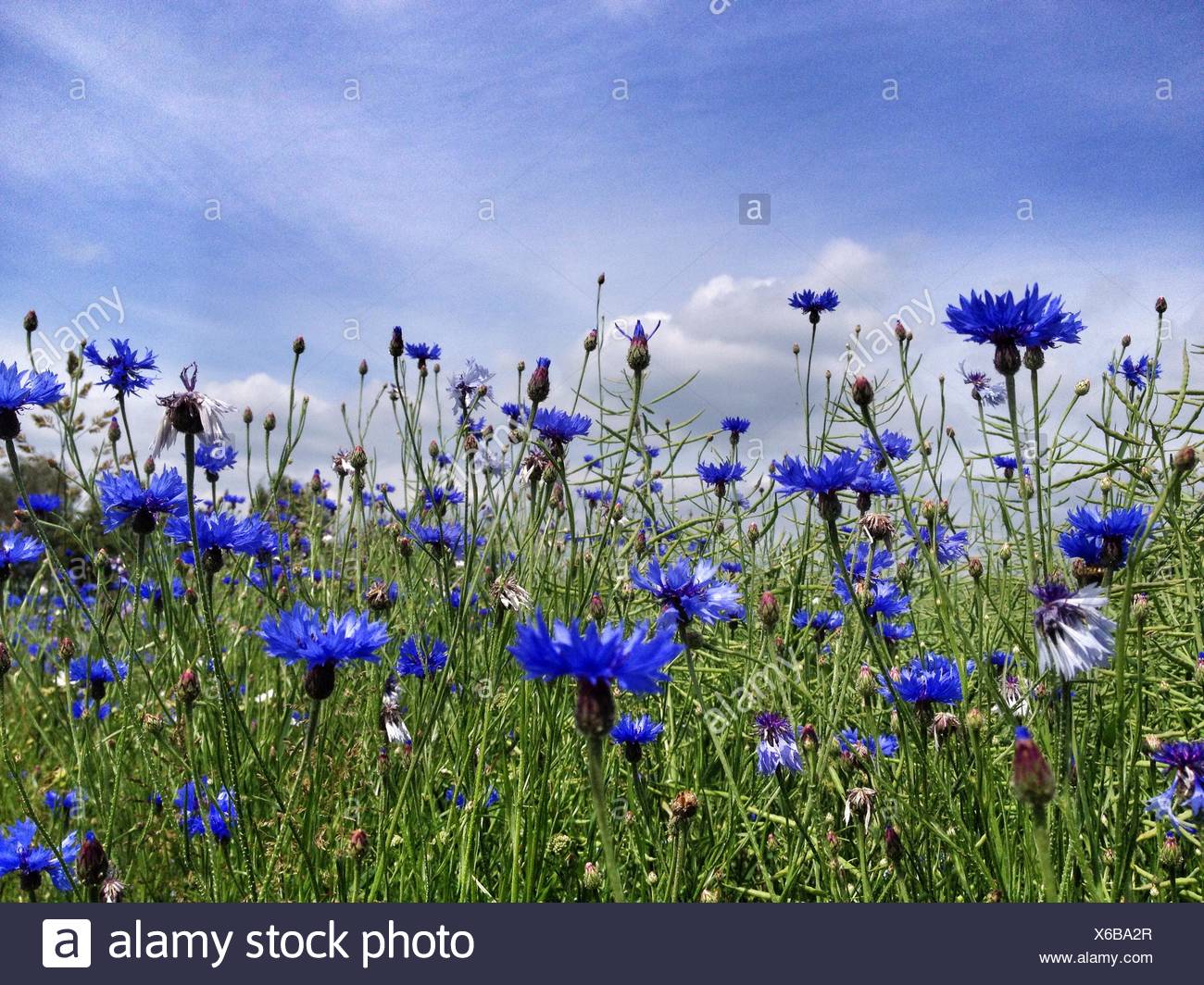 Blue Cornflowers High Resolution Stock Photography and Images - Alamy