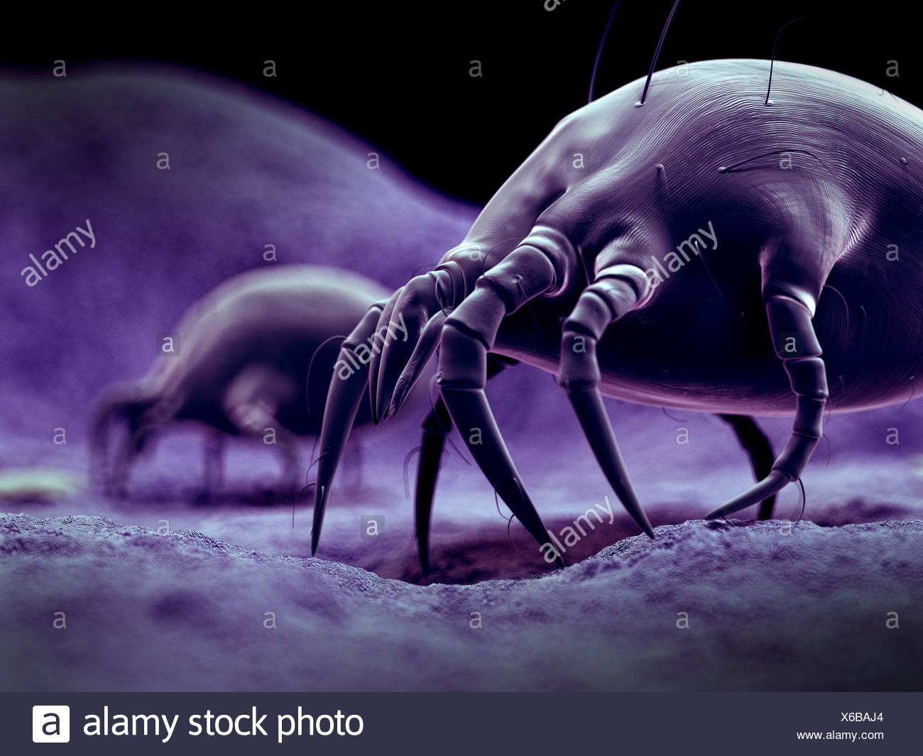 Parasitic Mites High Resolution Stock Photography and Images - Alamy