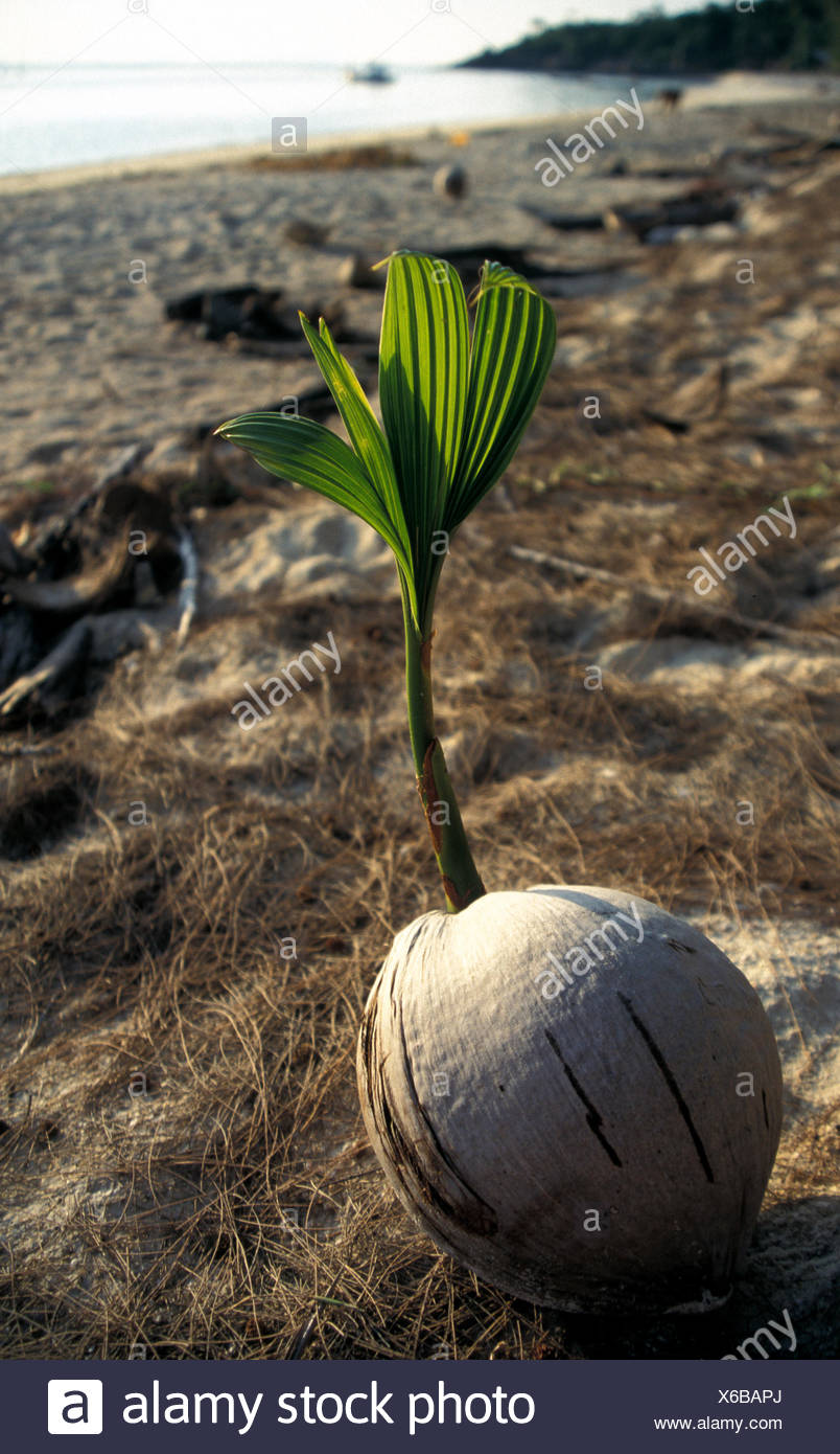 Germinating Coconut Stock Photos & Germinating Coconut Stock Images - Alamy