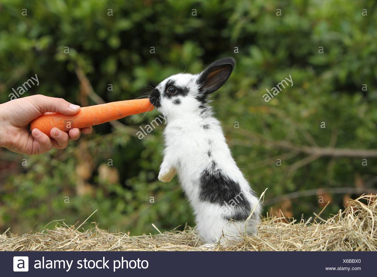 Rabbit Hind Legs Stock Photos & Rabbit Hind Legs Stock Images - Alamy