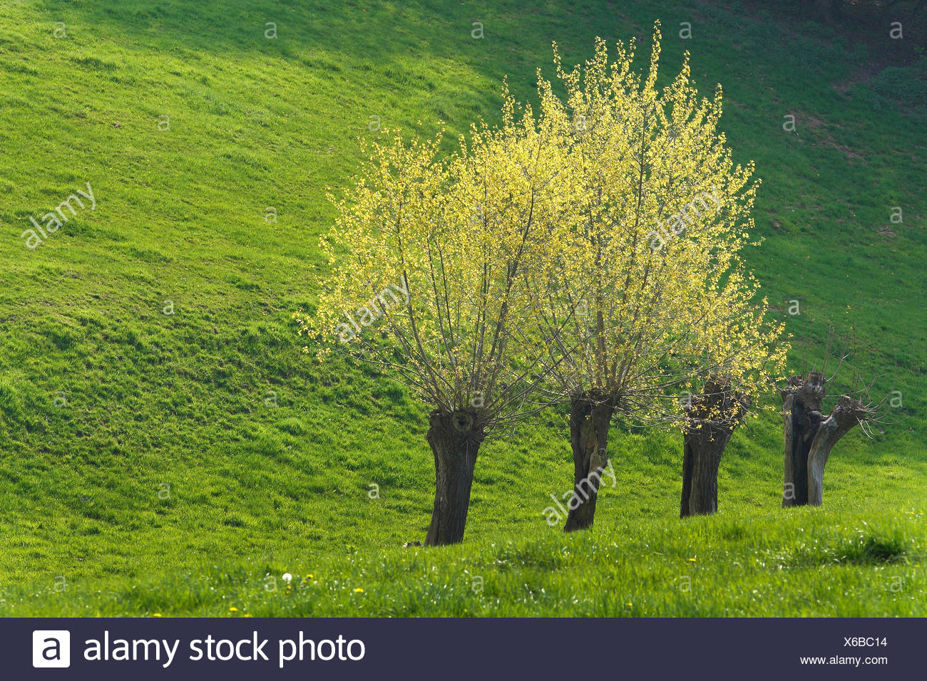 Row Of Willows High Resolution Stock Photography and Images - Alamy