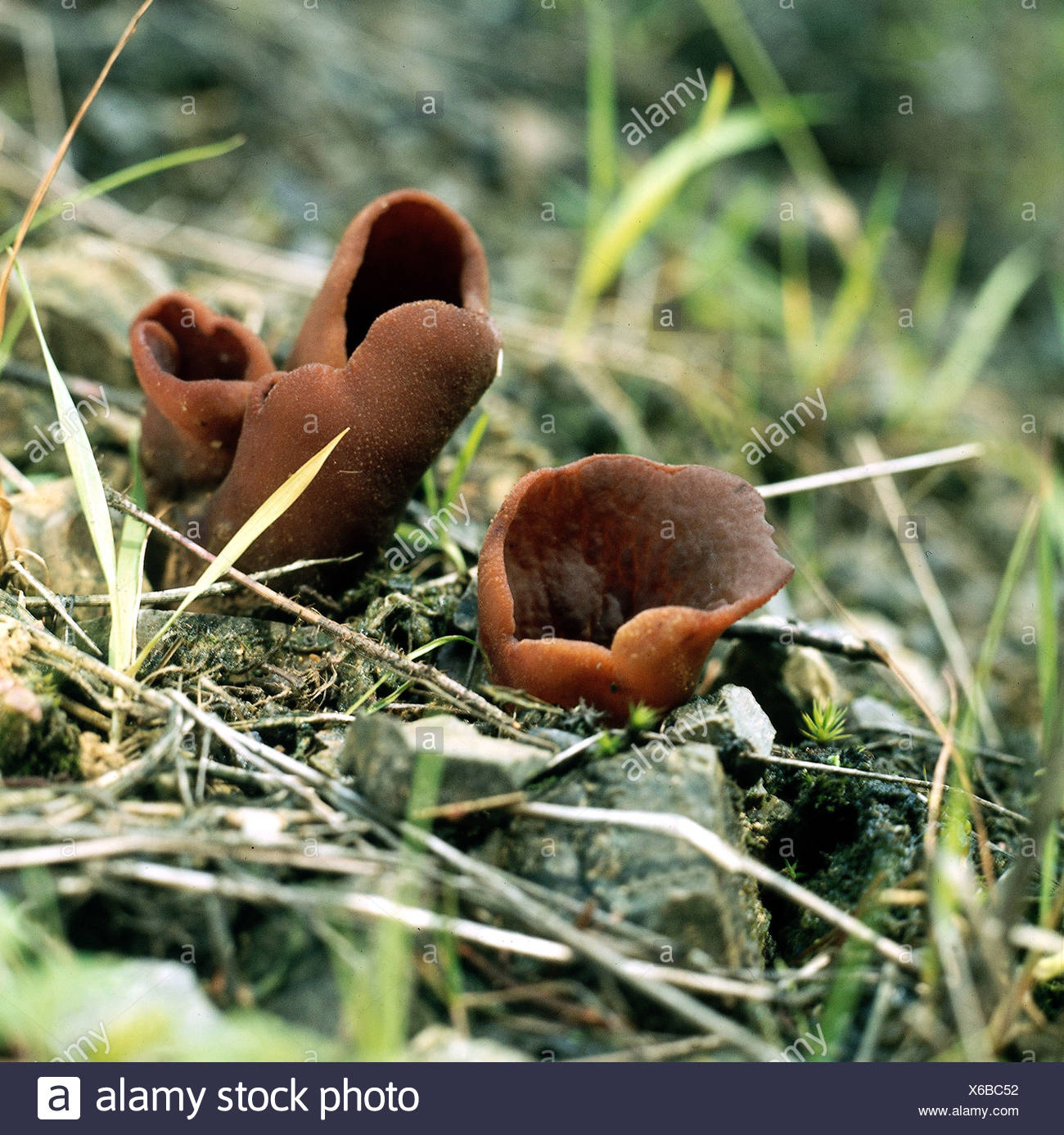 Pyronemataceae High Resolution Stock Photography and Images - Alamy