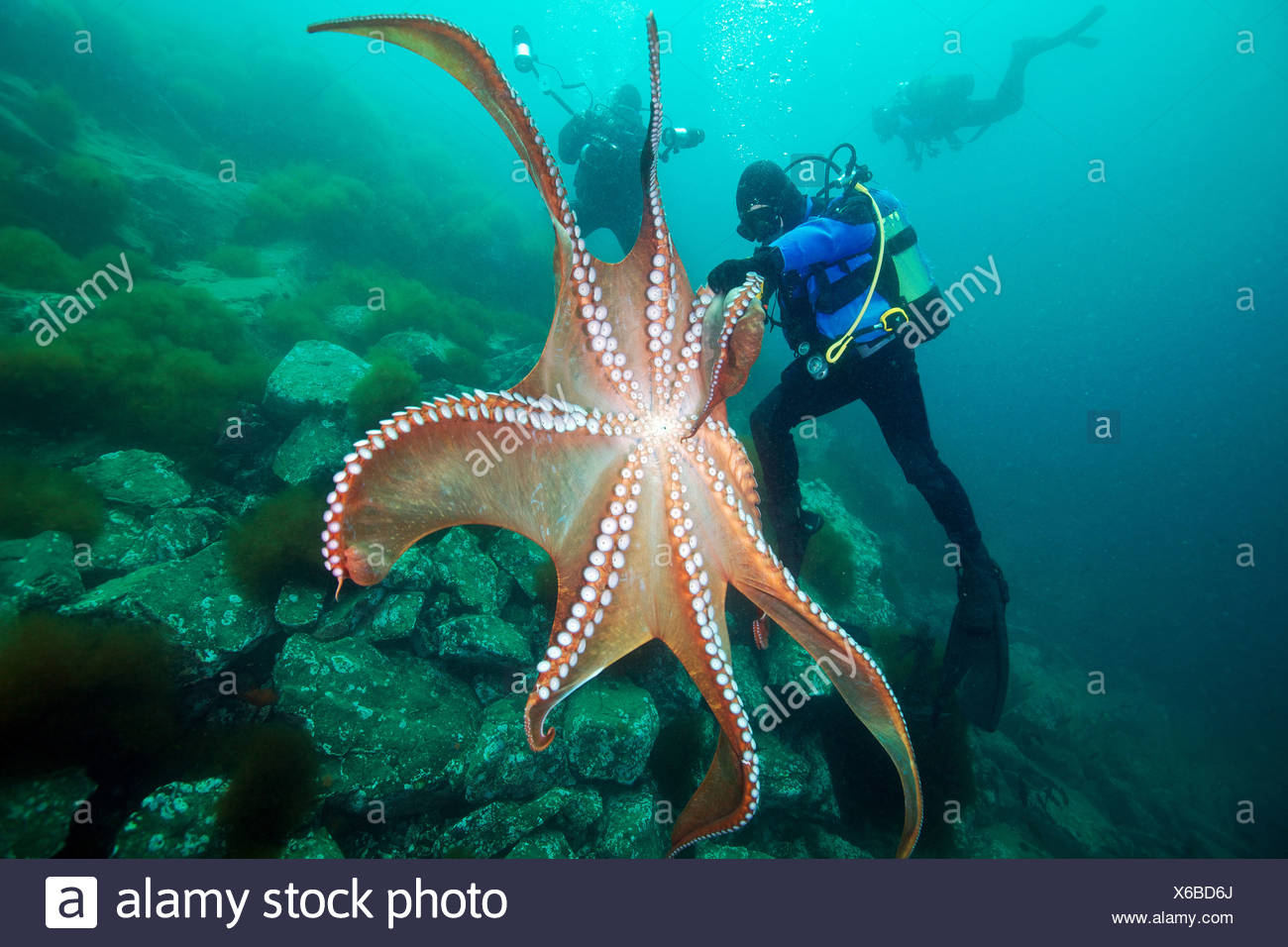 Giant Octopus Diver Stock Photos & Giant Octopus Diver Stock Images - Alamy