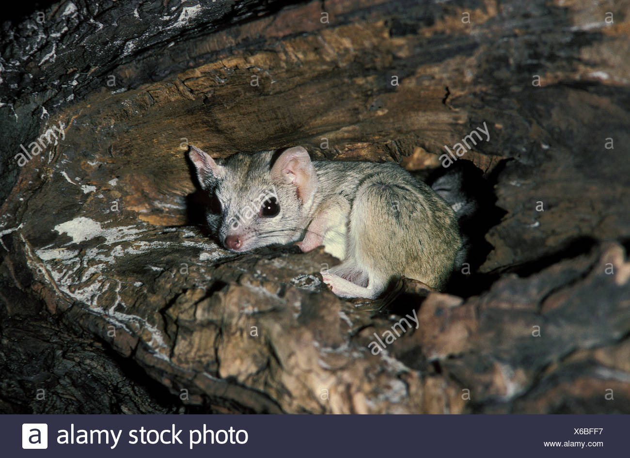 Kowari Or Brush Tailed Marsupial Rat High Resolution Stock Photography ...