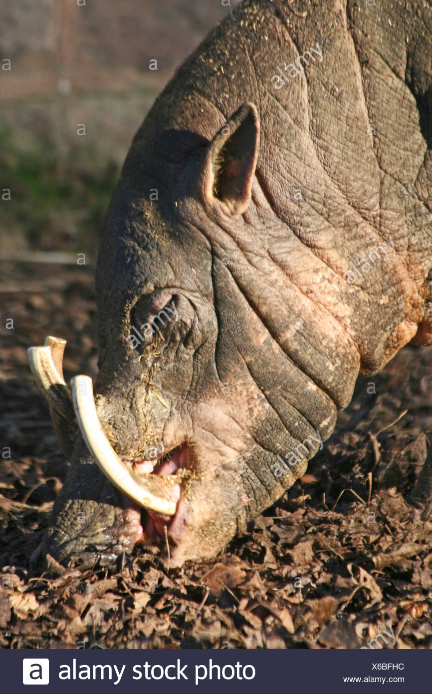 Babirusa Babyrousa Babyrussa High Resolution Stock Photography and ...