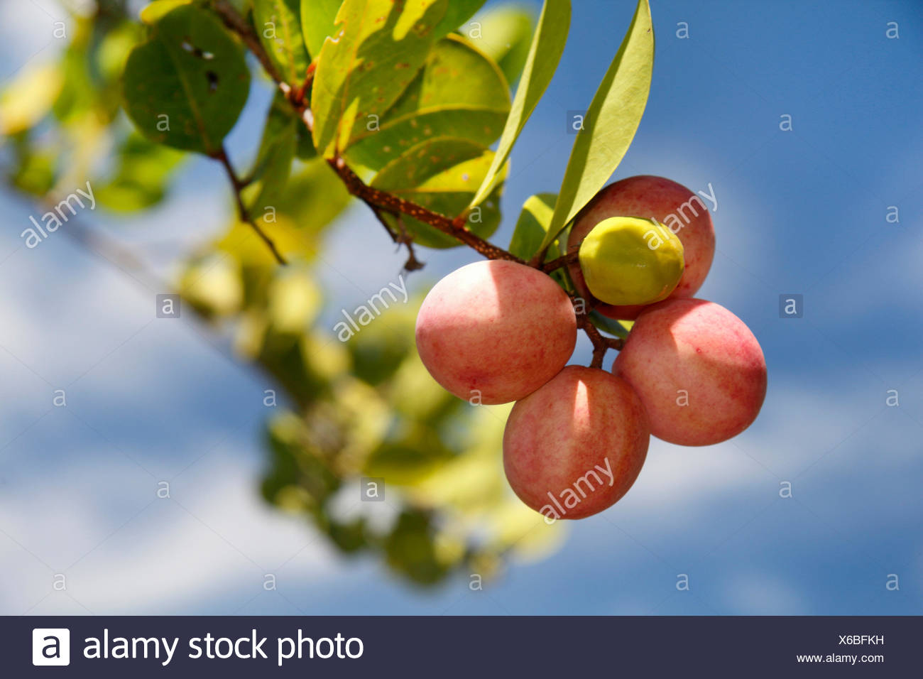 Paradise Fruits High Resolution Stock Photography and Images - Alamy