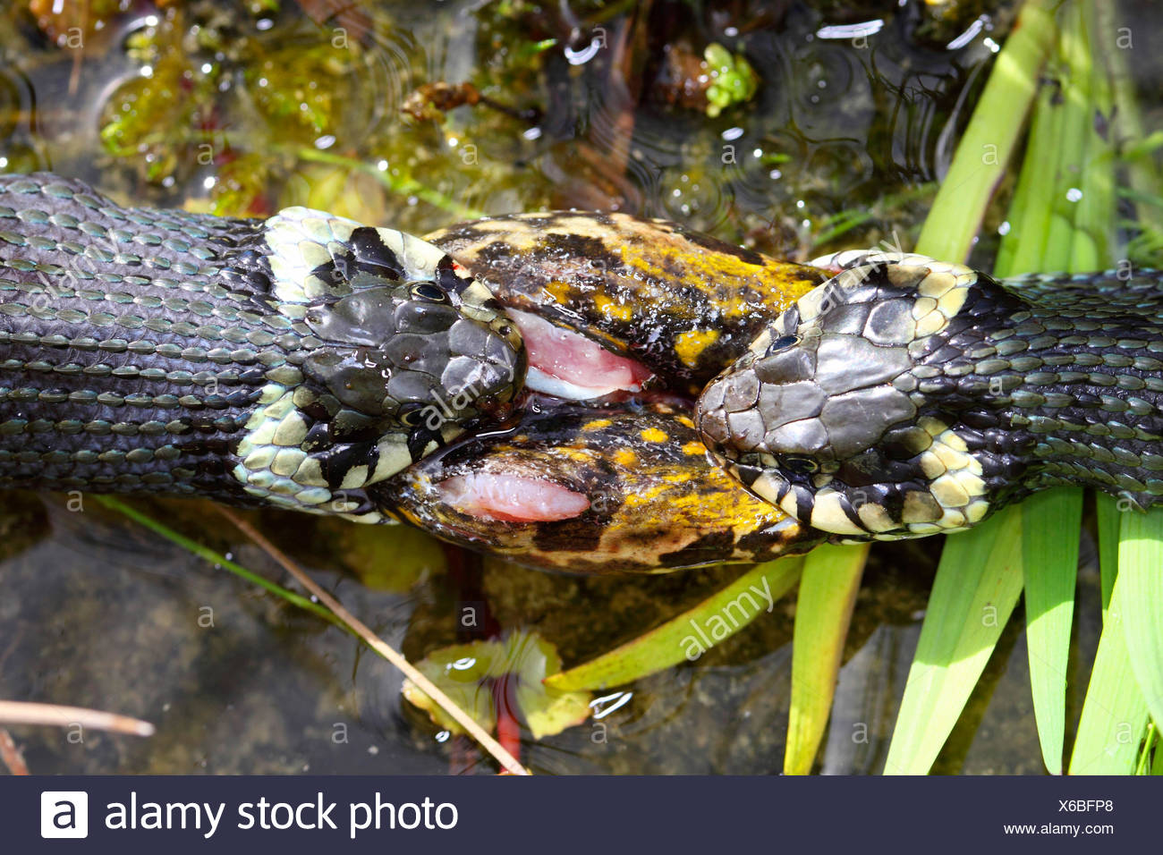 Two Snakes Fighting For A Frog High Resolution Stock Photography and ...