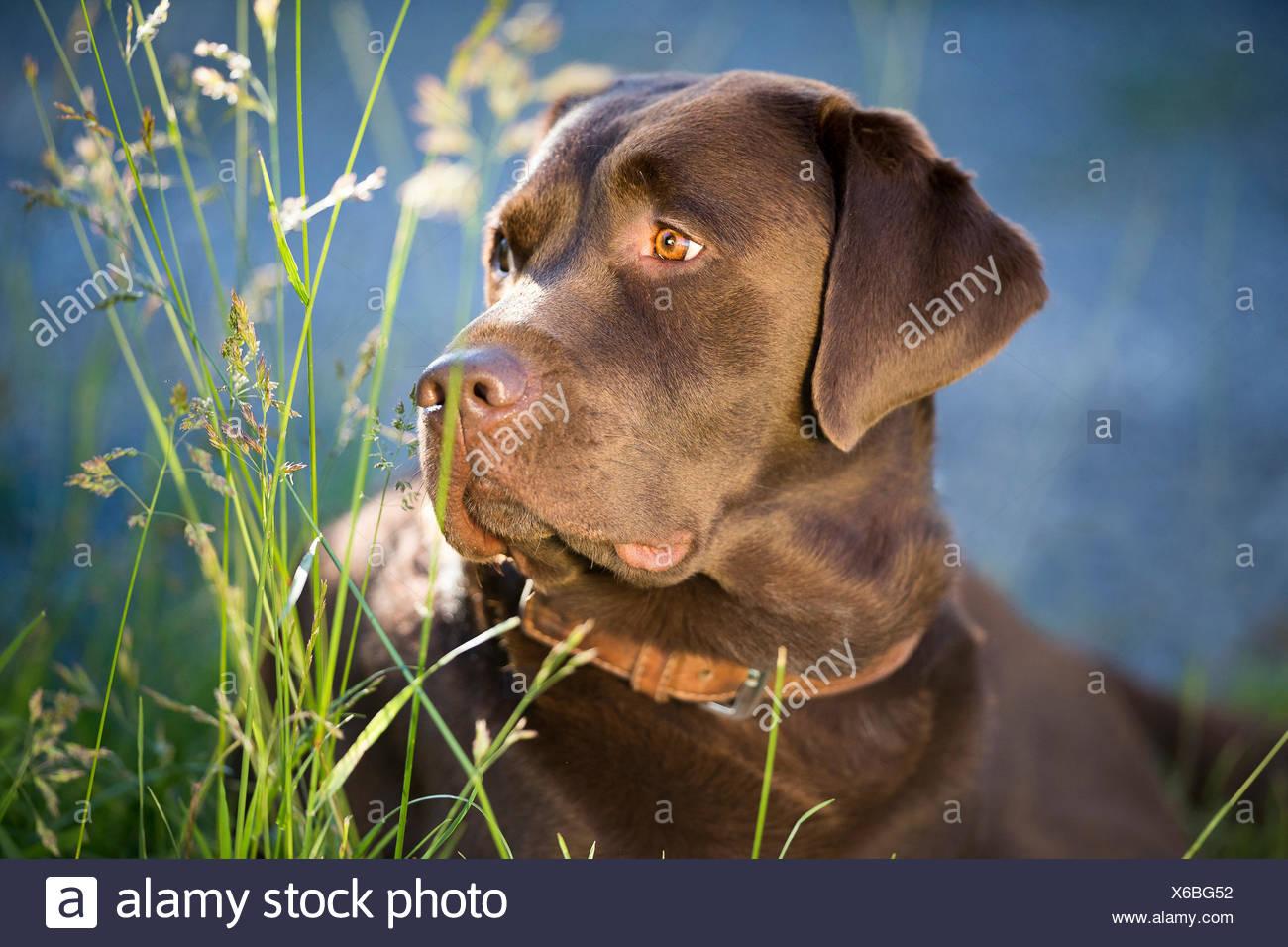 Adult Chocolate Labrador Retriever High Resolution Stock Photography ...