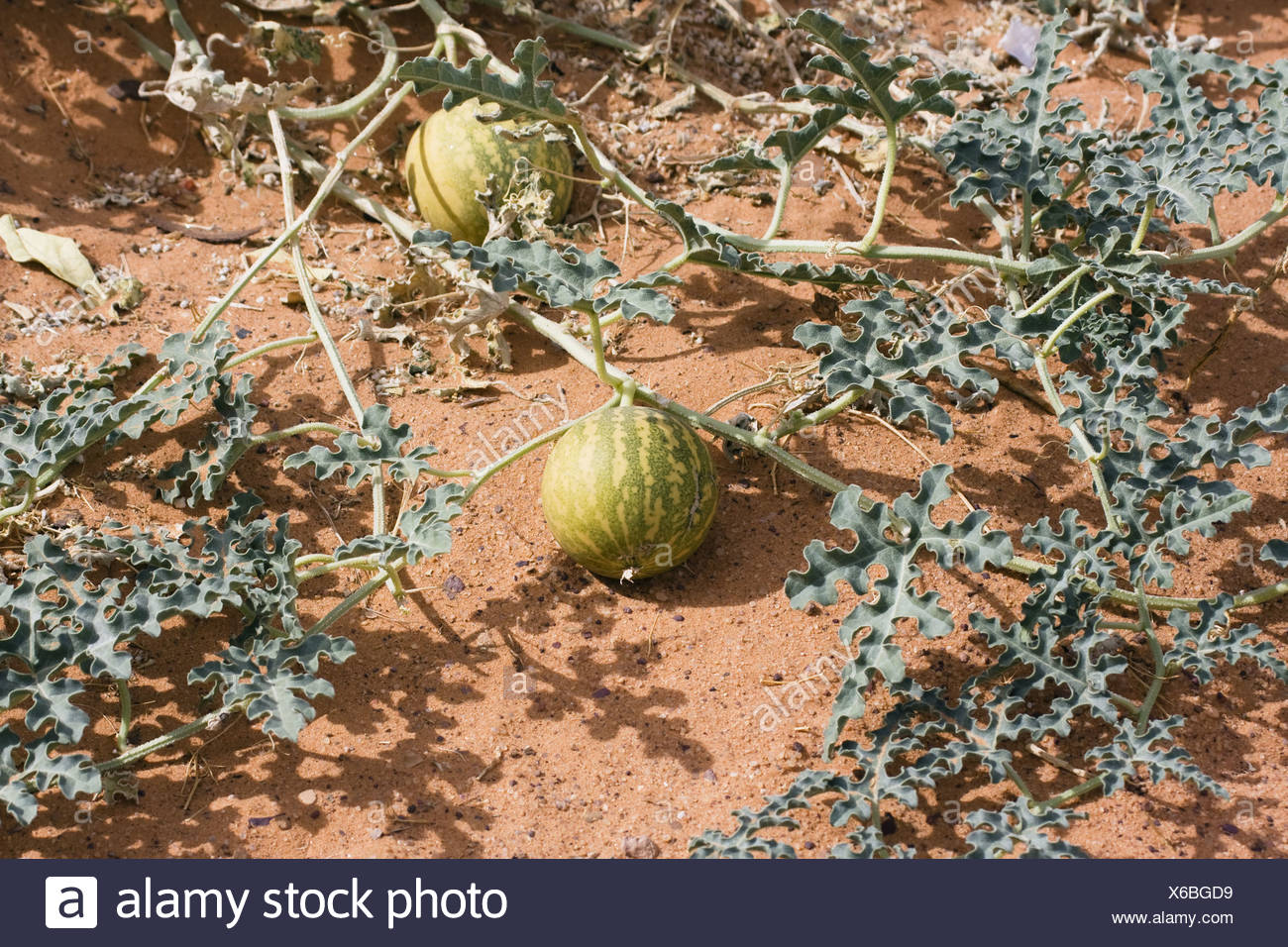 Citrullus Colocynthis Stock Photos & Citrullus Colocynthis Stock Images ...