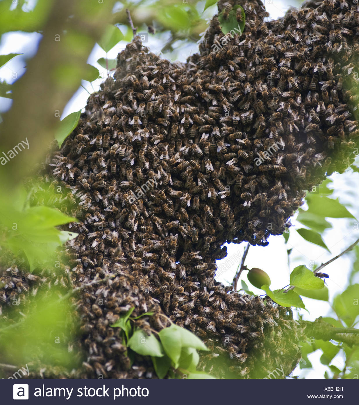 Tree Branch Beehive Stock Photos & Tree Branch Beehive Stock Images - Alamy
