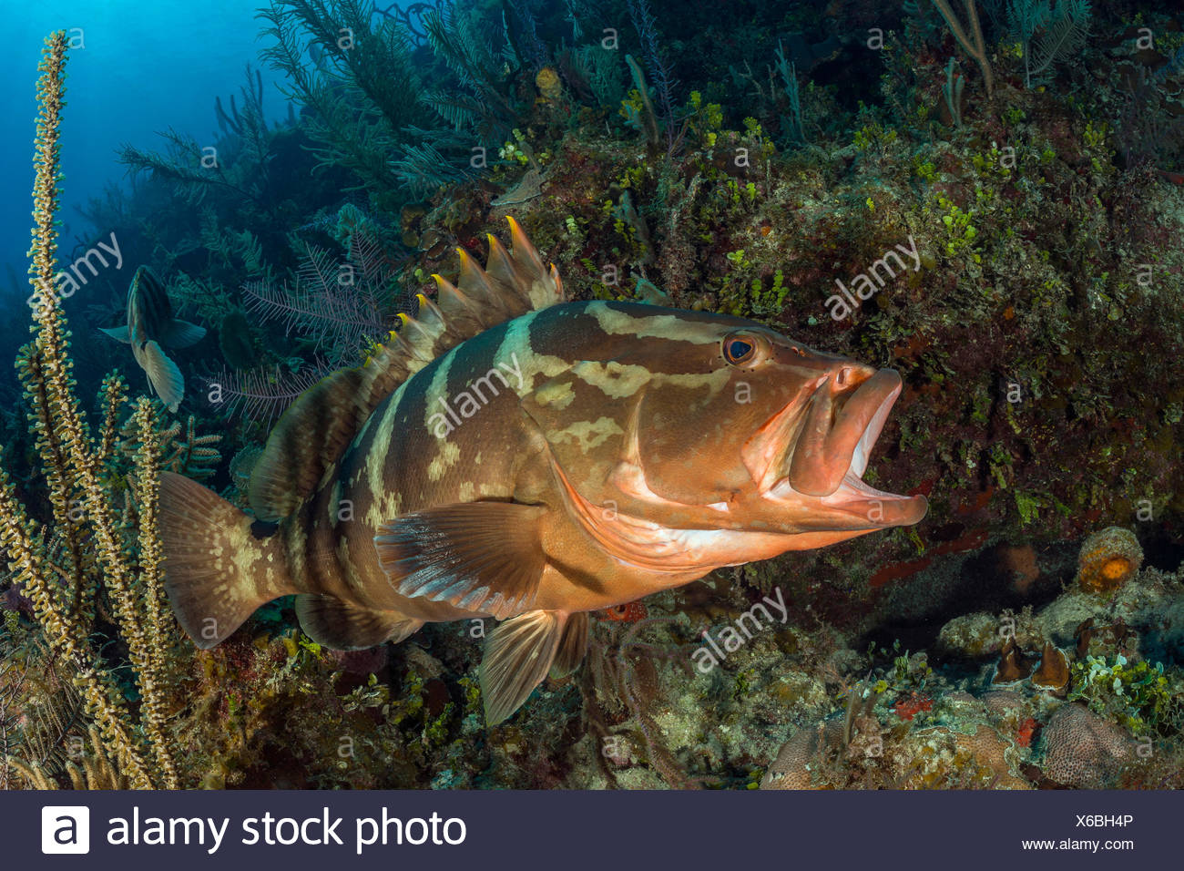 Grouper Mouth High Resolution Stock Photography and Images - Alamy