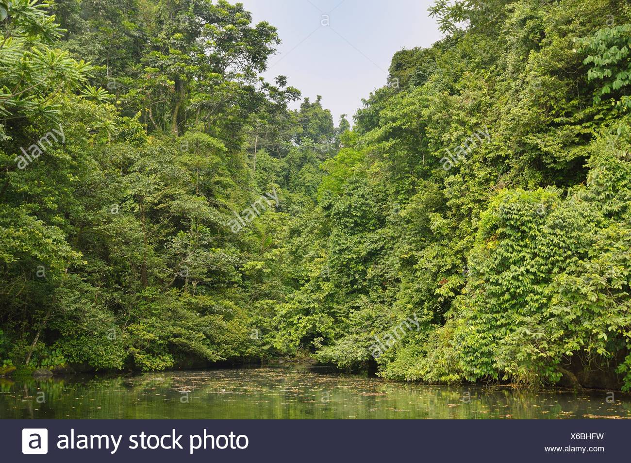 Equatorial Forest Bioko Island Equatorial Stock Photo