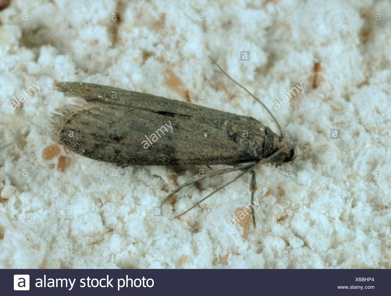 Ephestia Stock Photos & Ephestia Stock Images - Alamy