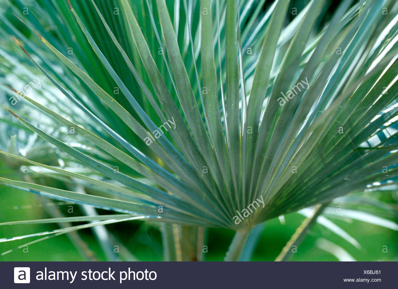 Mexican Fan Palm Trees Stock Photos & Mexican Fan Palm Trees Stock ...