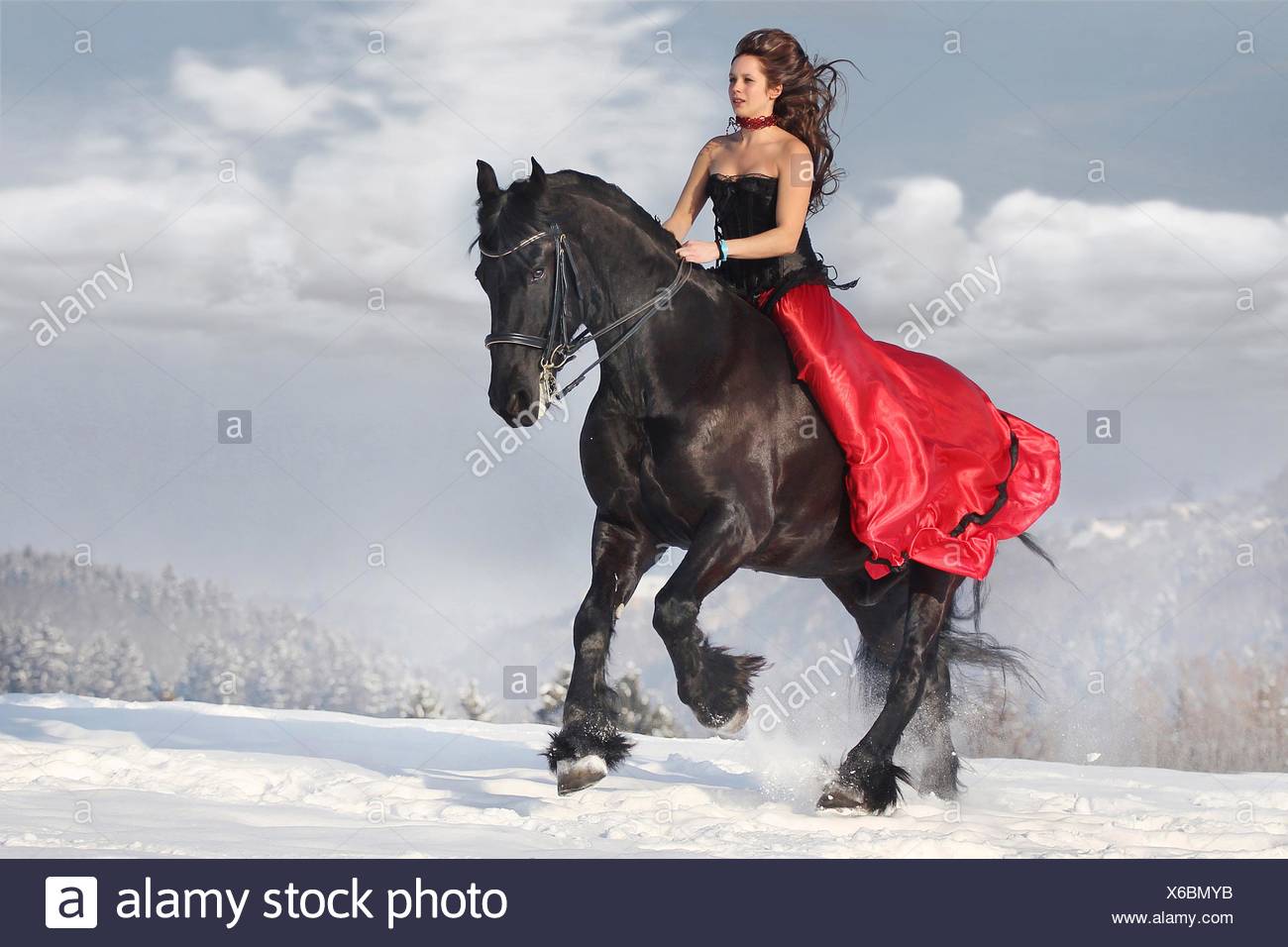 Friesianhorse High Resolution Stock Photography and Images - Alamy