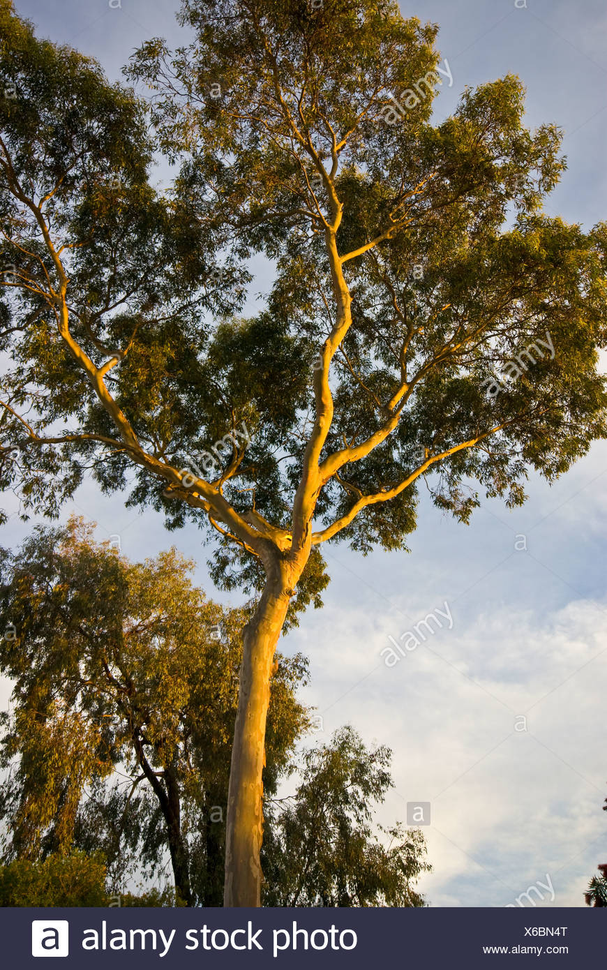 Spotted Gum Tree Stock Photos & Spotted Gum Tree Stock Images - Alamy
