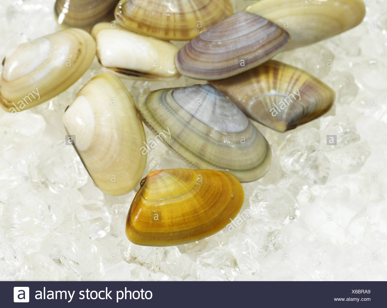 Wedge Shell High Resolution Stock Photography and Images - Alamy