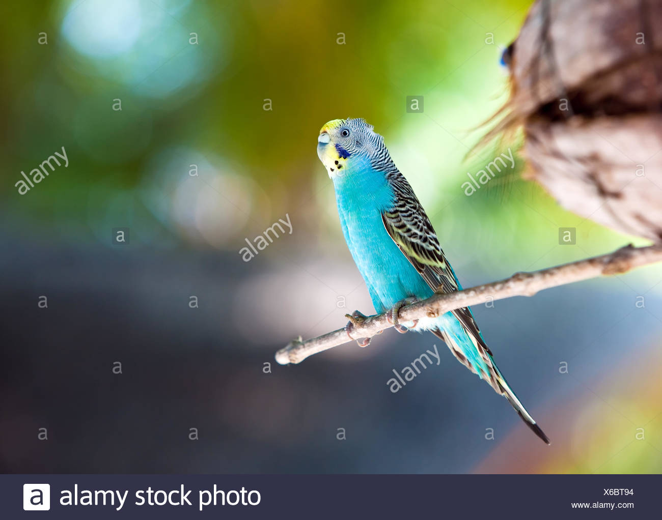 Shell Parakeet High Resolution Stock Photography and Images - Alamy