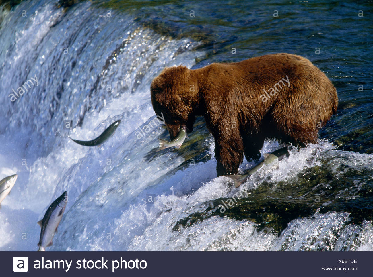Bear Eating Fish Stock Photos & Bear Eating Fish Stock Images - Alamy