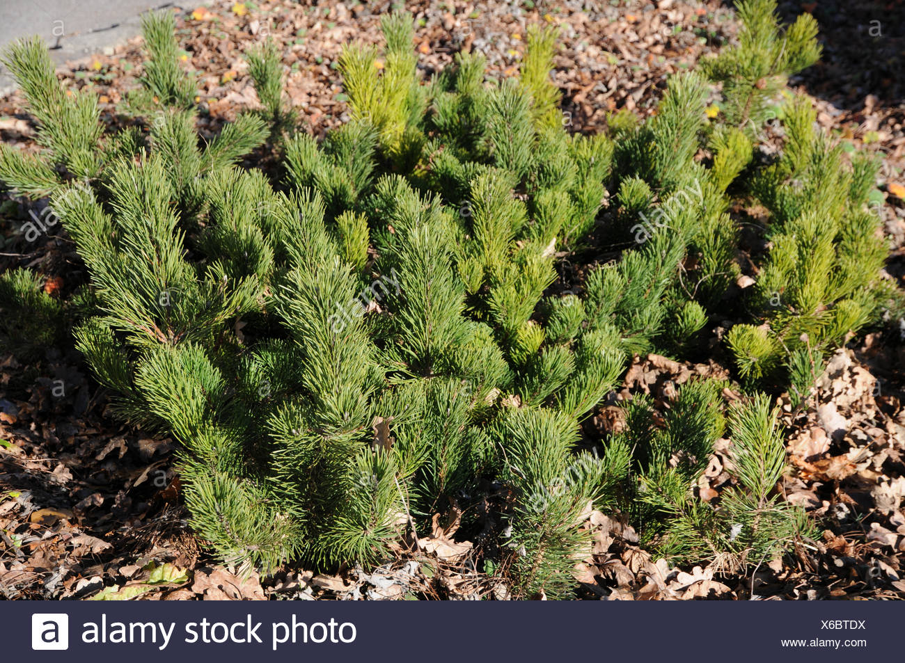Pinus M High Resolution Stock Photography and Images - Alamy