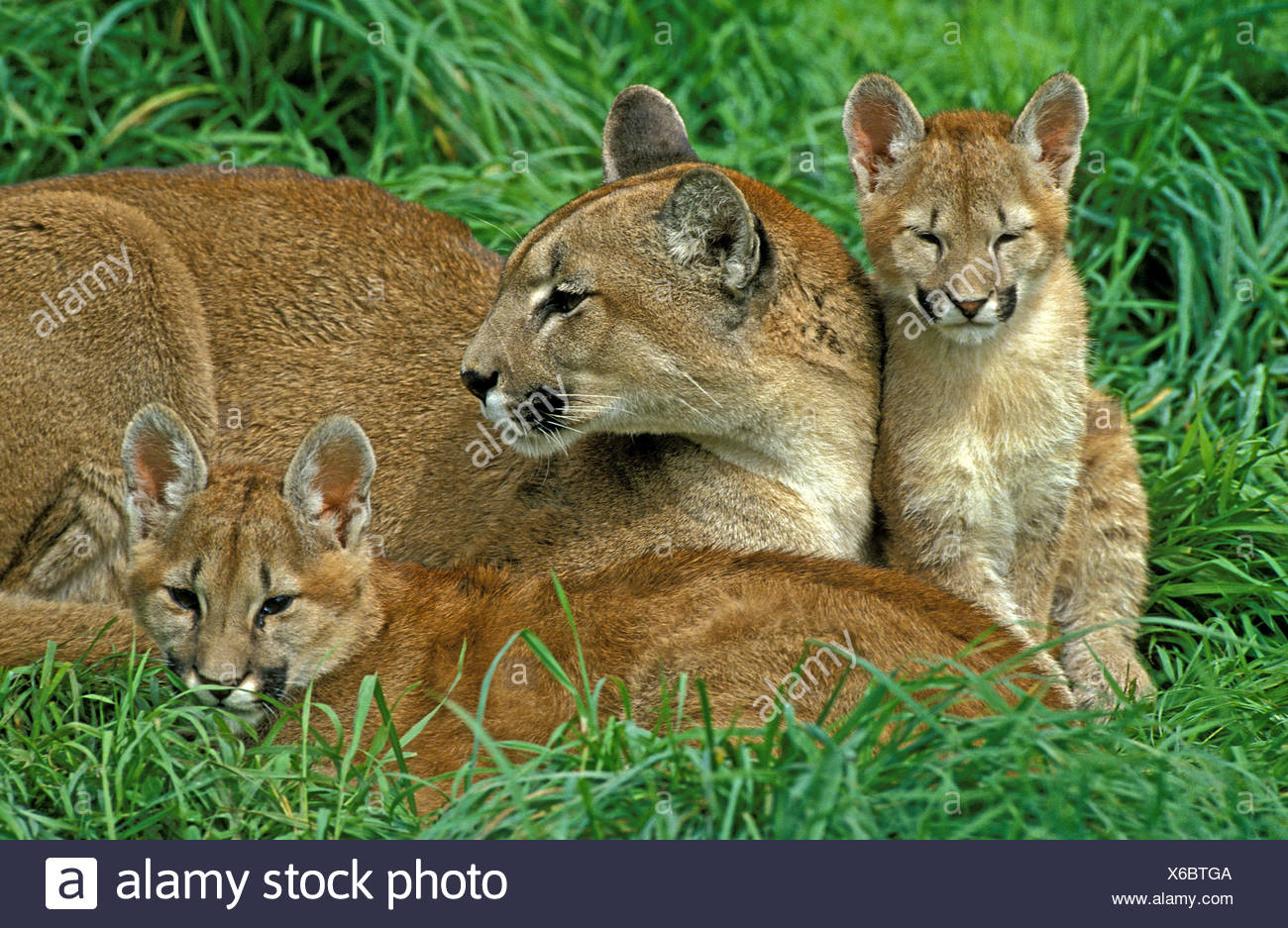 Cougar Felis Concolor Juvenile Stock Photos & Cougar Felis Concolor ...
