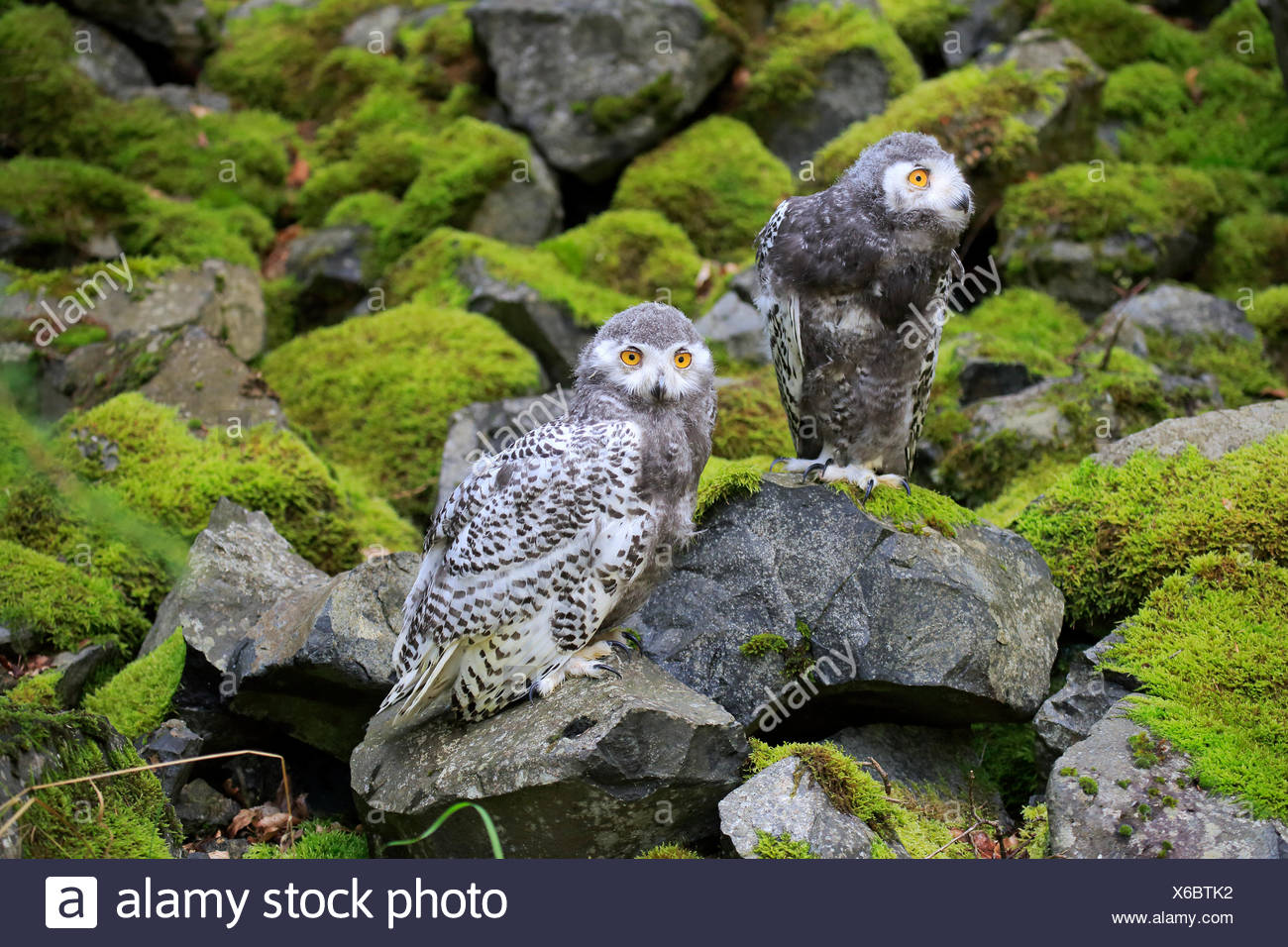 Two Fledgling Owls High Resolution Stock Photography and Images - Alamy