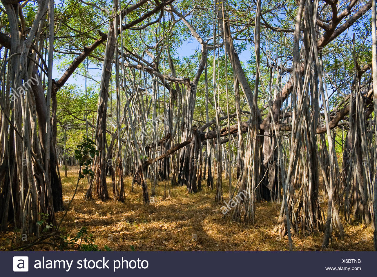 Ficus Bengal Tree High Resolution Stock Photography and Images - Alamy