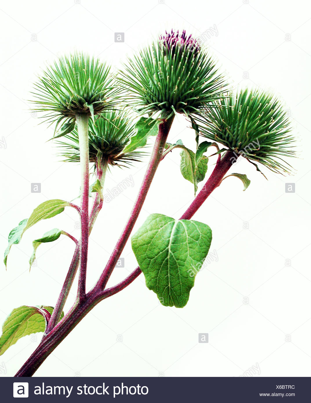 Spiky Burrs High Resolution Stock Photography and Images - Alamy