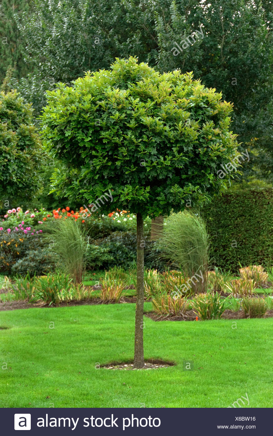 Dwarf Pin Oak High Resolution Stock Photography and Images - Alamy