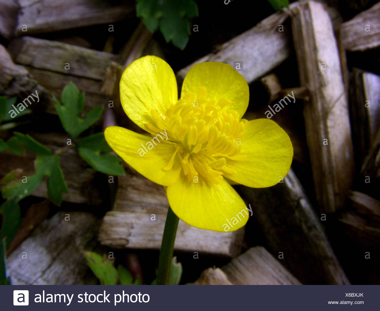 Creeping Buttercup Weeds High Resolution Stock Photography and Images ...