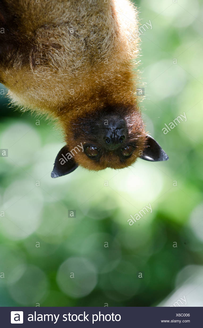 Flying Fox Bat High Resolution Stock Photography and Images - Alamy