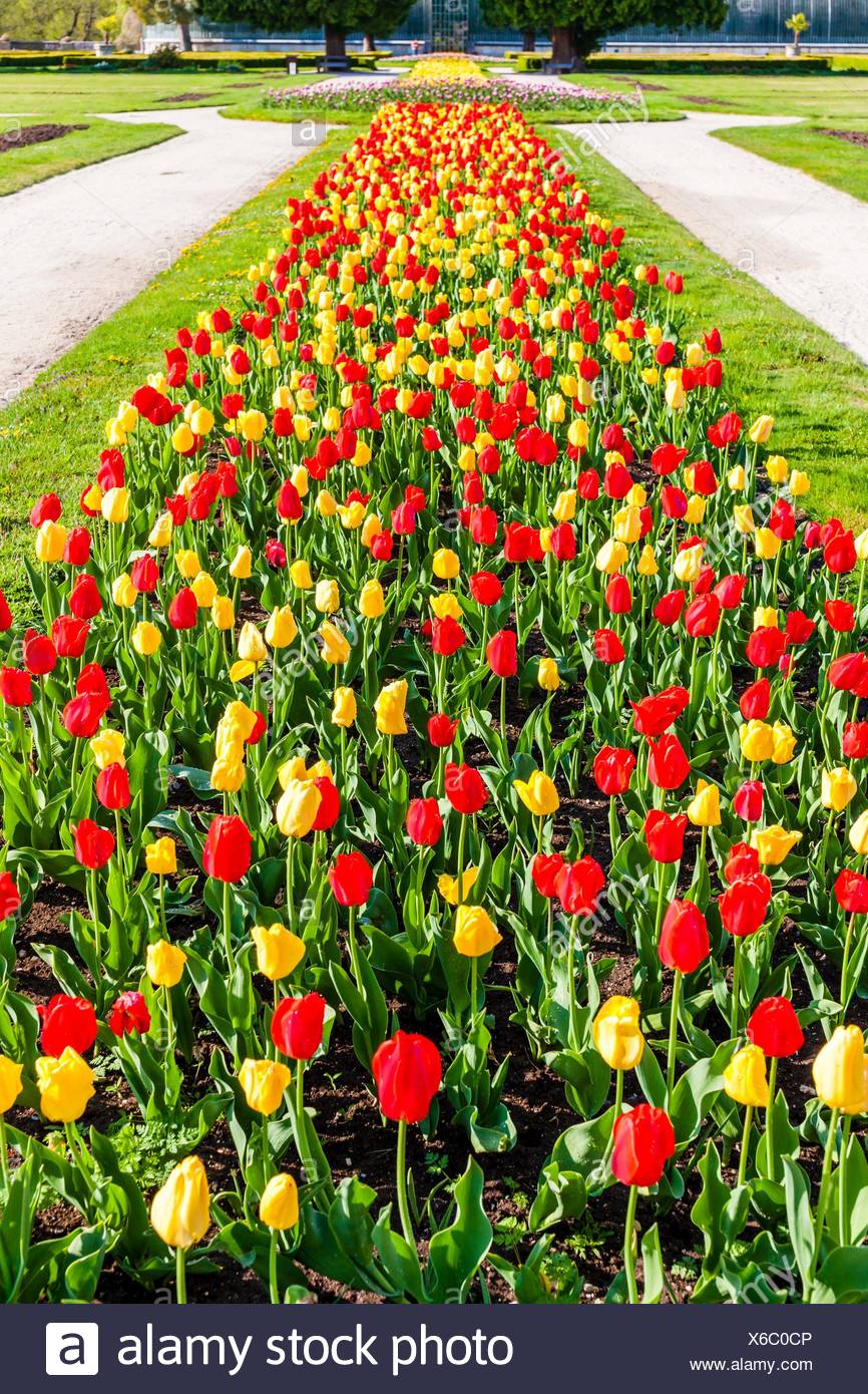 South Moravia Czech Flower Stock Photos & South Moravia Czech Flower ...
