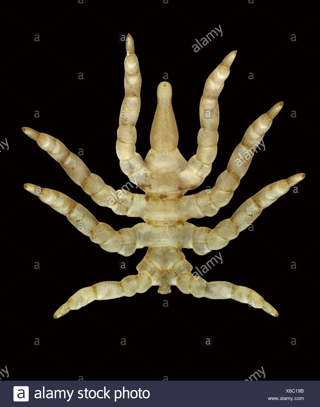 Pycnogonid High Resolution Stock Photography and Images - Alamy