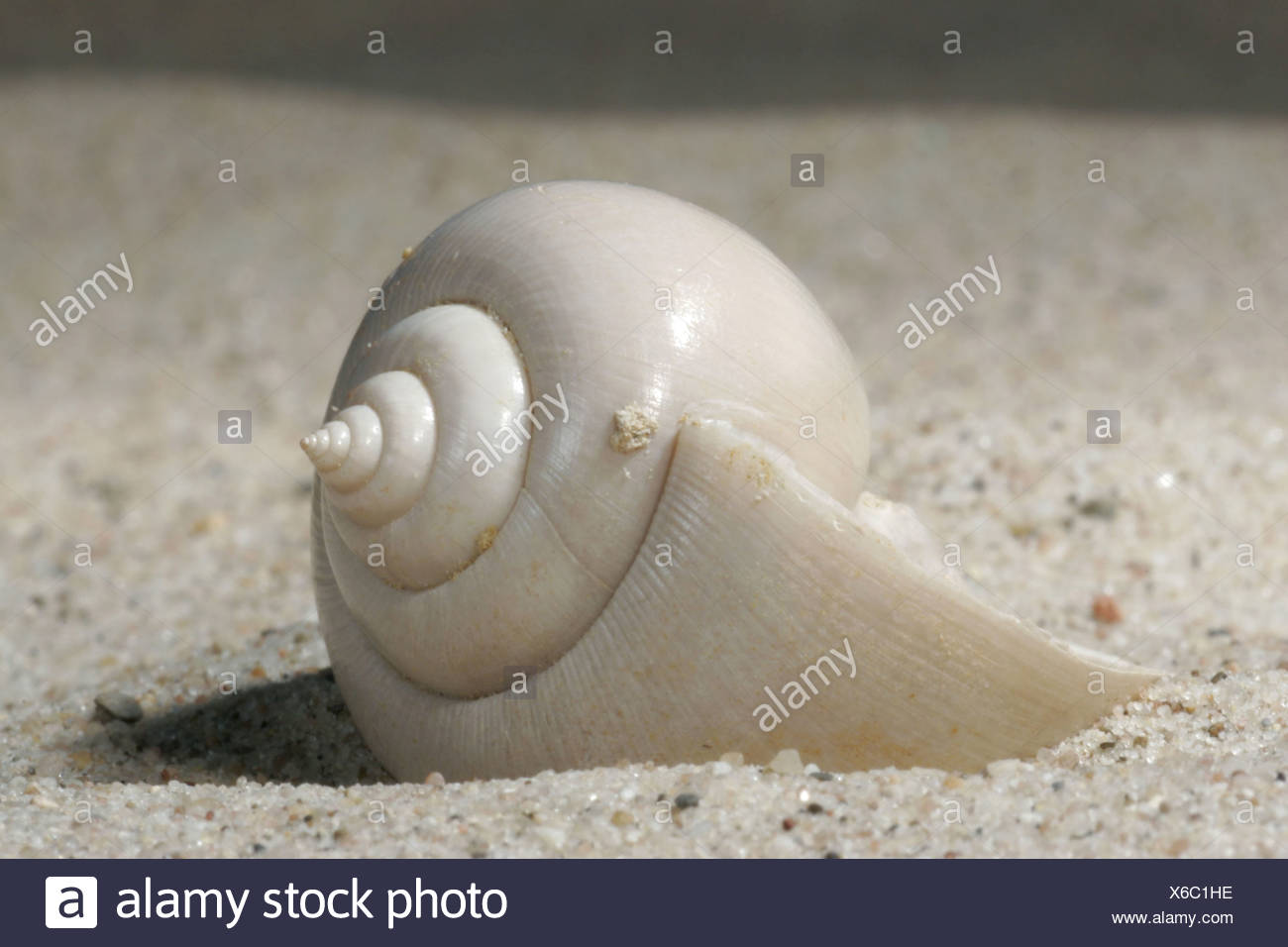 Fossil Sea Snails High Resolution Stock Photography and Images - Alamy