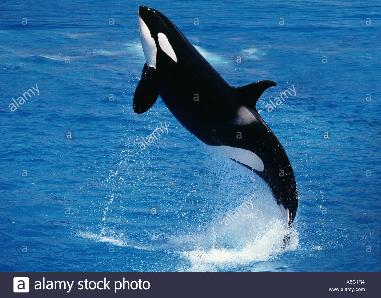 Orca Breaching High Resolution Stock Photography and Images - Alamy