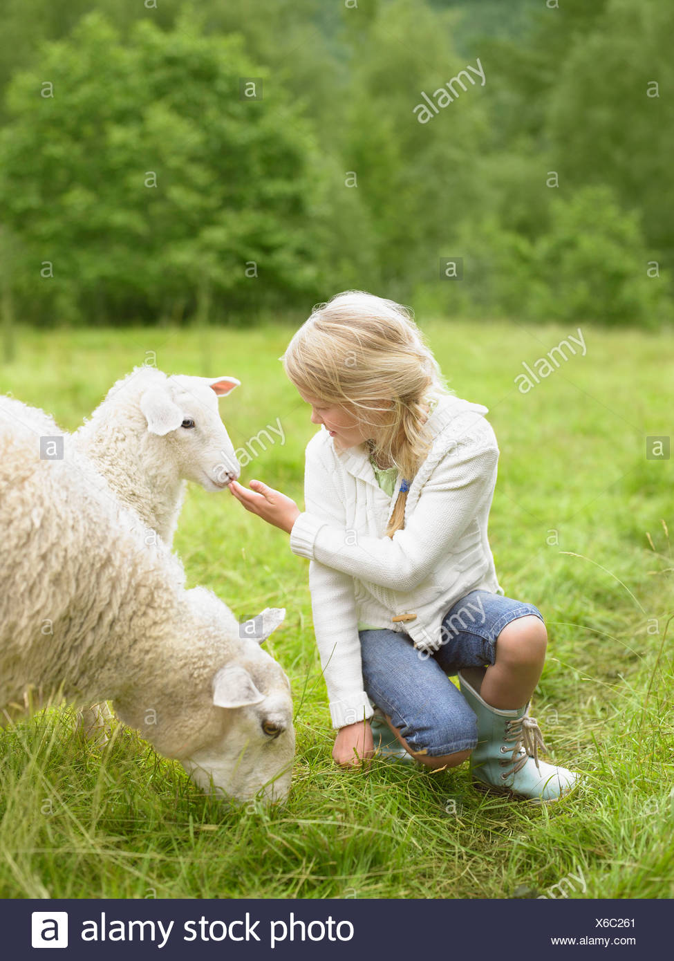 Girl Lamb Feeding High Resolution Stock Photography and Images - Alamy